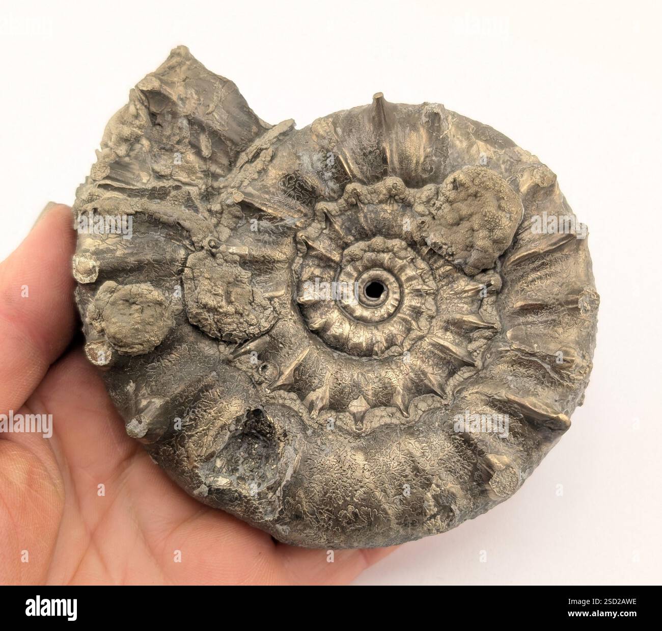 Multiple ammonite hi-res stock photography and images - Alamy