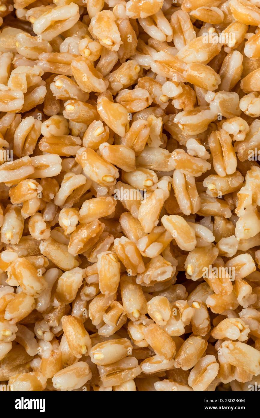 Organic Cooked Italian Farro Rice in a Bowl to Eat Stock Photo - Alamy