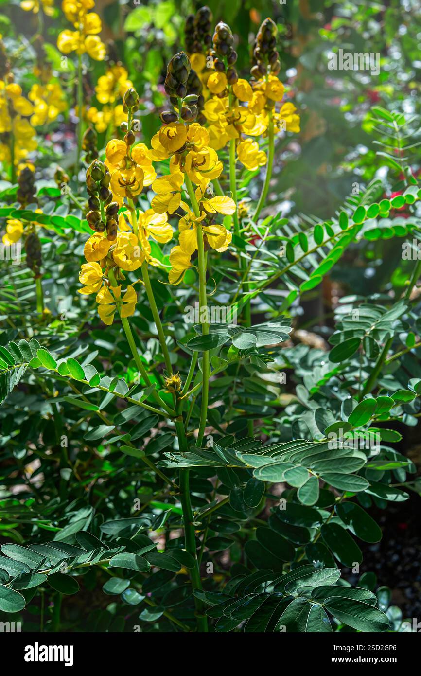 African senna (Senna didymobotrya), Fabaceae. Aromatic shrub ...