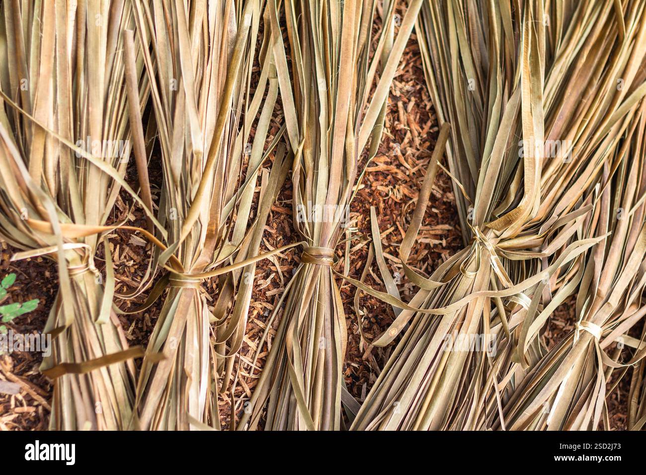 Bundled dried and cut pandanus leaves ready for mat weaving in Bohol ...