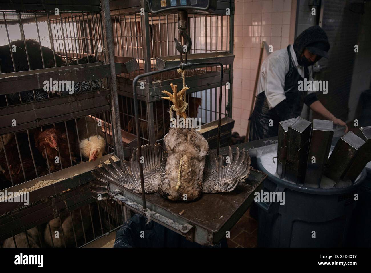 An employee cleans parts of the cages as a chicken is weighed before ...