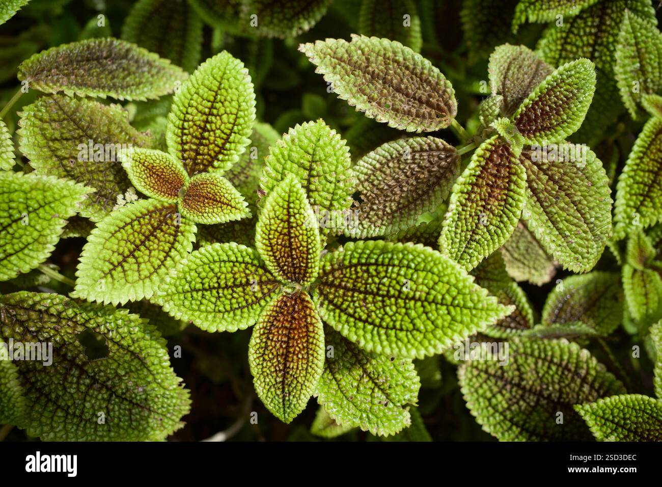 Pilea mollis. It is a species of flowering plant in the family ...