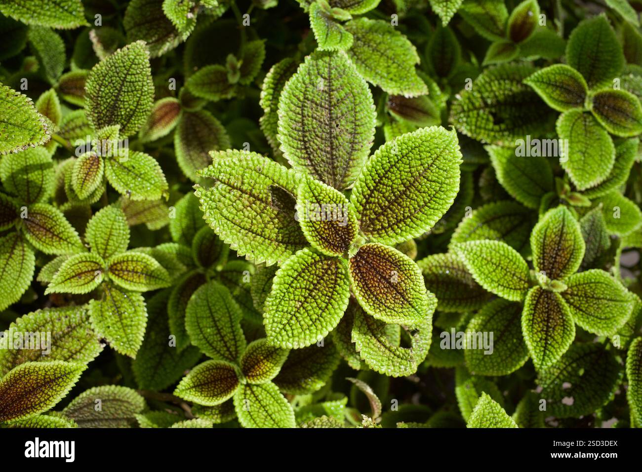 Pilea mollis. It is a species of flowering plant in the family ...