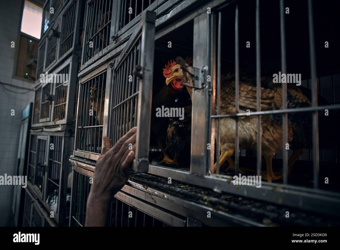 An employee closes a cage as a chicken waits to be slaughtered inside ...