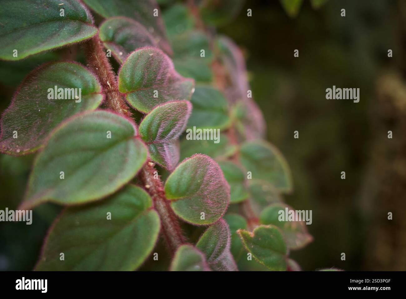 Close-up view of the Columnea magnifica leaves Stock Photo - Alamy