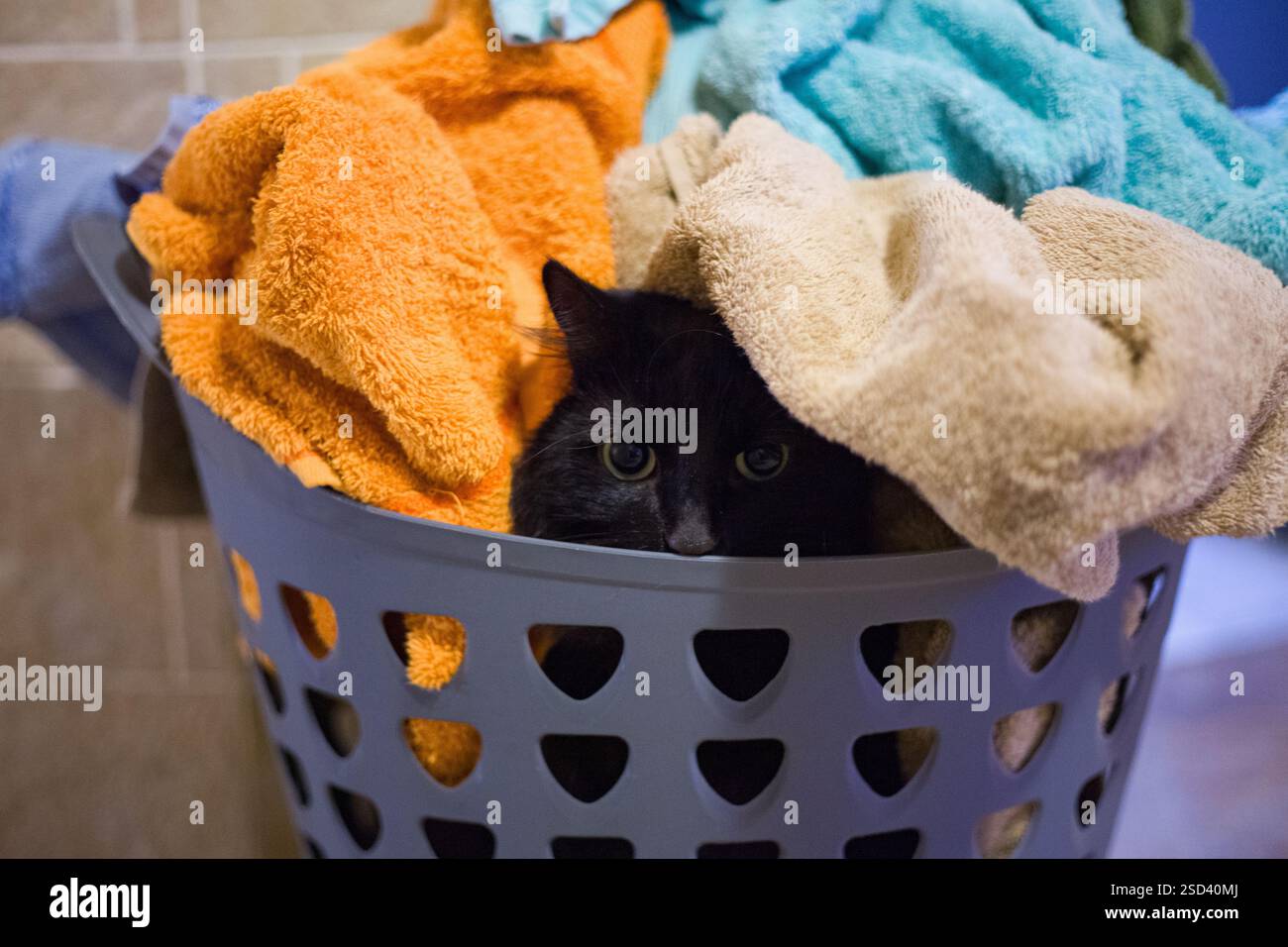 A black cat hides in a laundry basket among colorful towels and watches ...