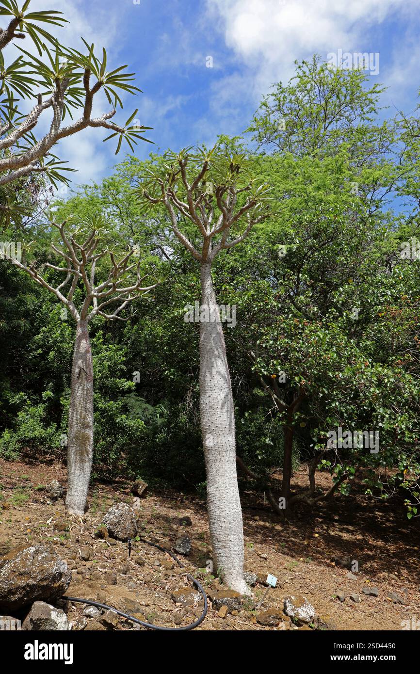 Pachypodium Geayi trees growing in the Madagascar section of the Koko ...