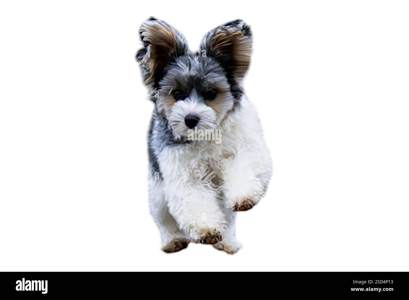 A cheerful Biewer Terrier dashes across a white backdrop, its fluffy ...