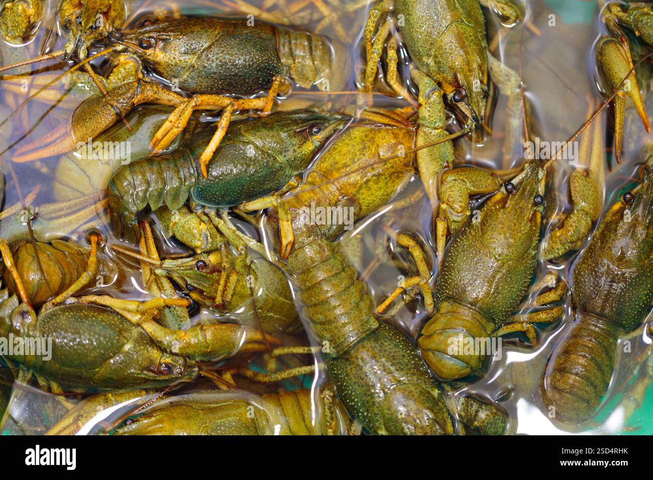 Live crawfish crawl in the water in a large container Stock Photo - Alamy