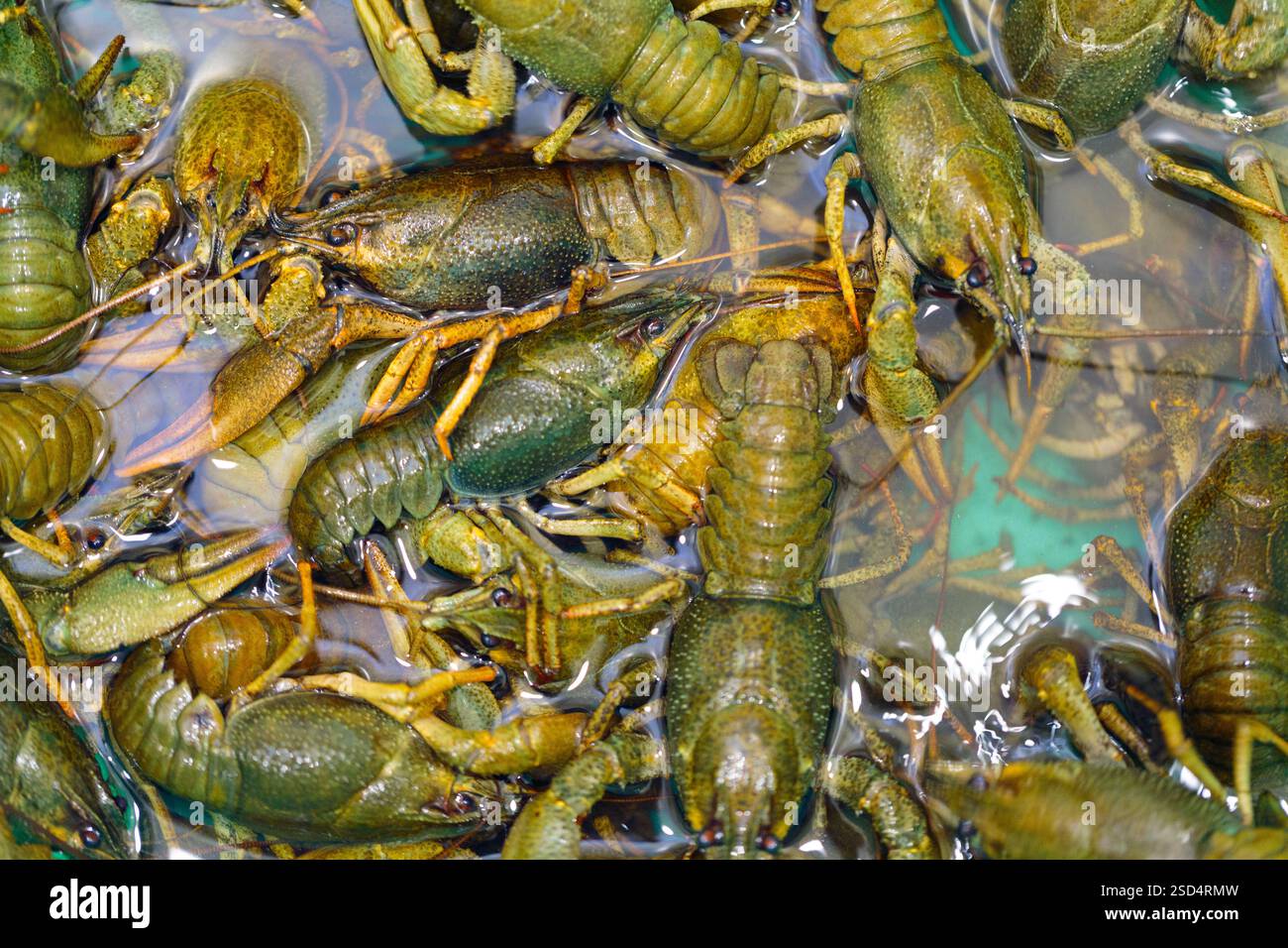 Live crawfish crawl in the water in a large container Stock Photo - Alamy