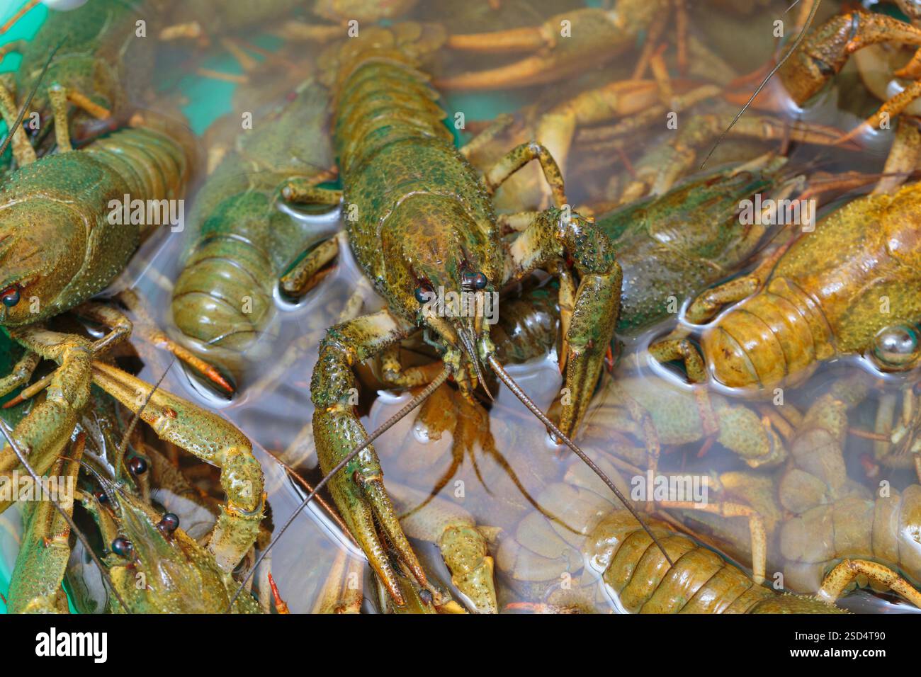 Live in freshwater habitats or brackish water hi-res stock photography ...