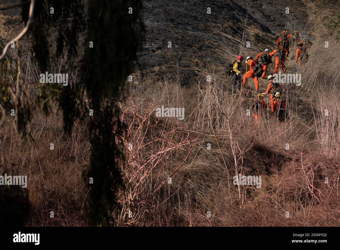 Brea, California, USA - October 3, 2021: Incarcerated Firefighters walk ...