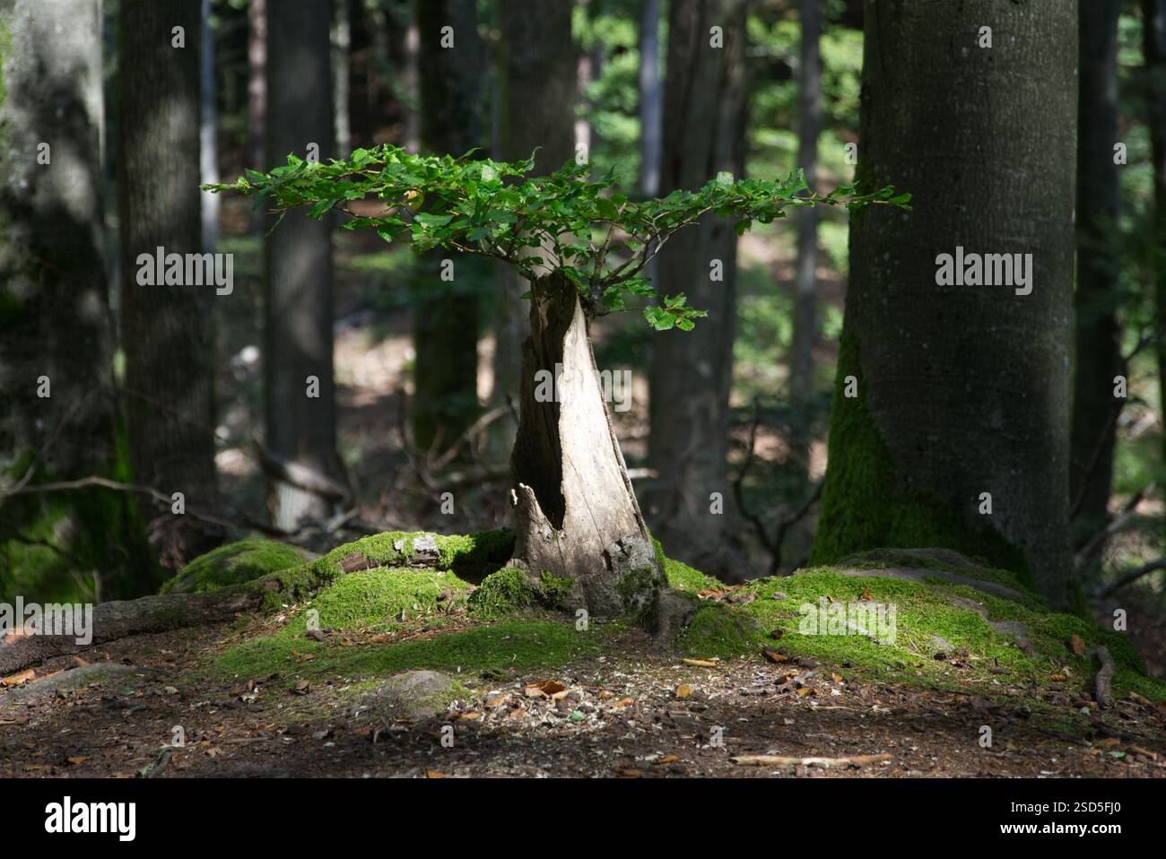 Small tree sprouting new life from apparently dead wood Stock Photo - Alamy