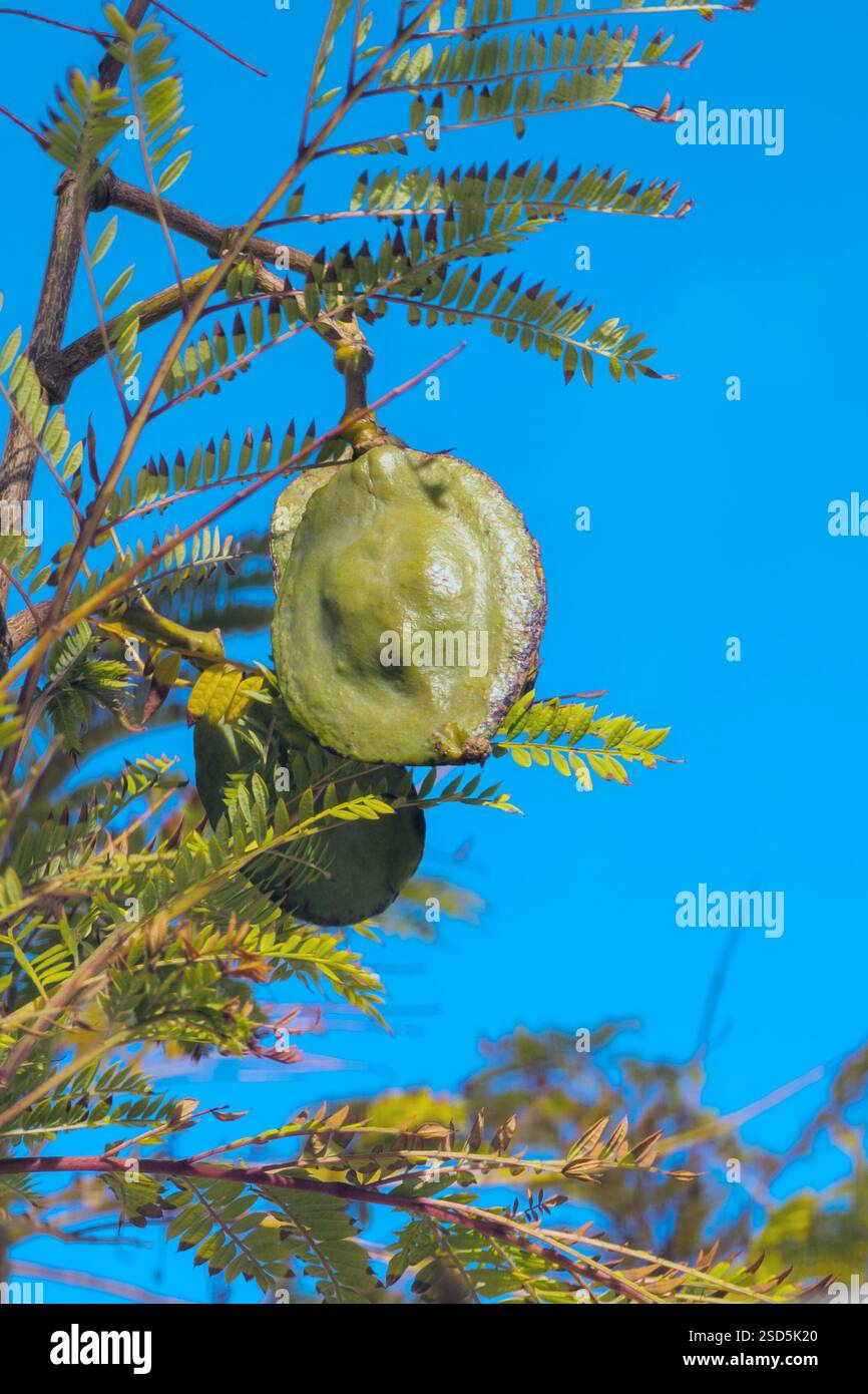 The seed pod which is the fruit of the Jacaranda tree Stock Photo - Alamy