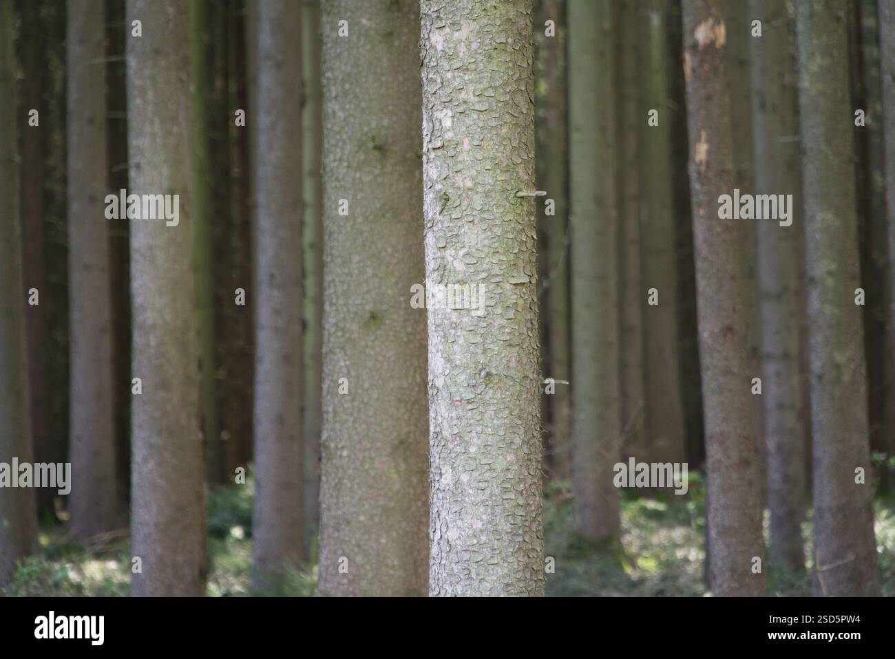 Many straight tree trunks hi-res stock photography and images - Alamy