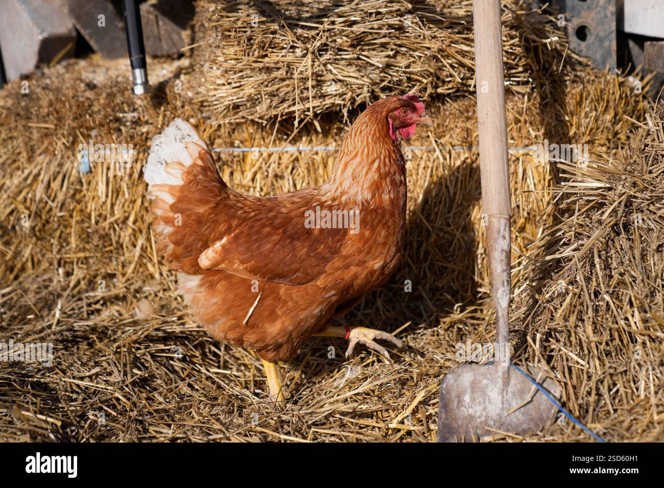 A Red Star hen, a hybrid breed that lays large brown eggs, walks around ...