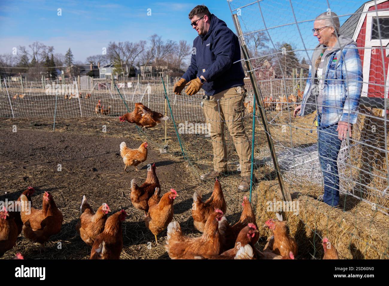 Red Star hens, a hybrid breed that lays large brown eggs, walk around ...