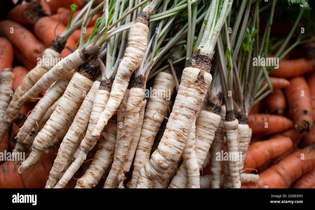 Harvested fresh green peppercorns hi-res stock photography and images ...