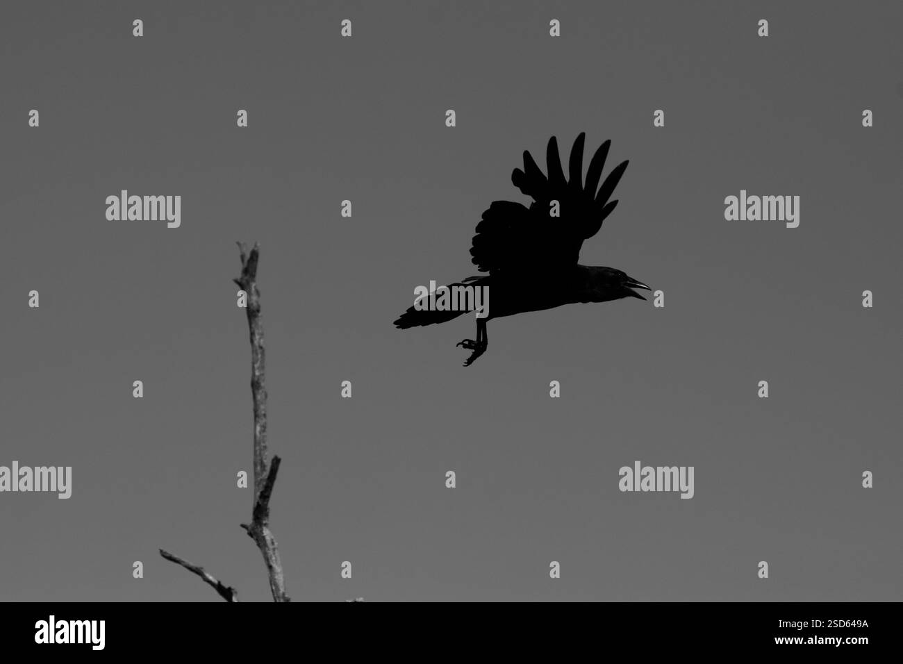 A crow flies from a branch Stock Photo - Alamy