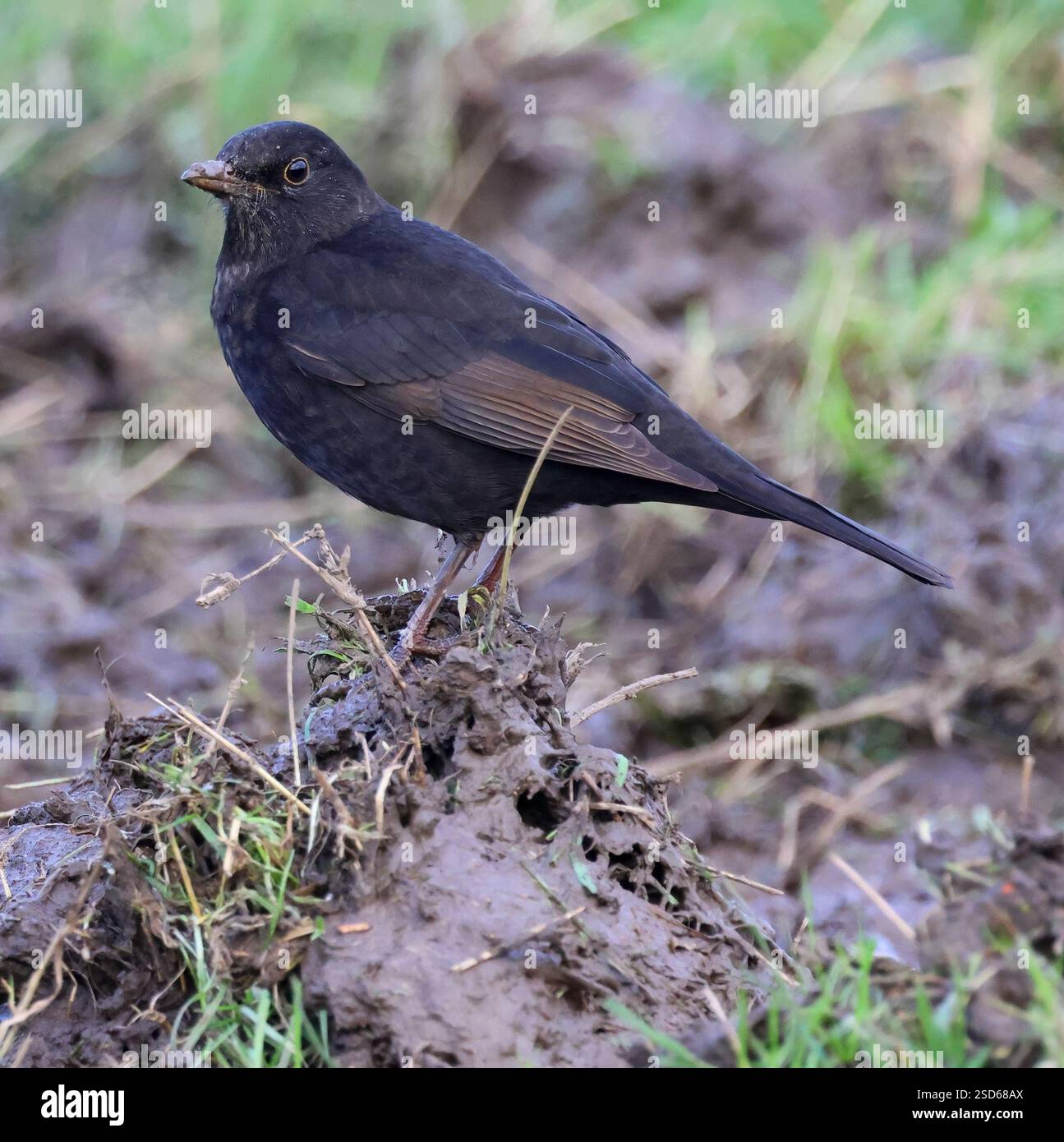 A Blackbird (Turdus merula) at home in a muddy patch Gloucestershire UK ...