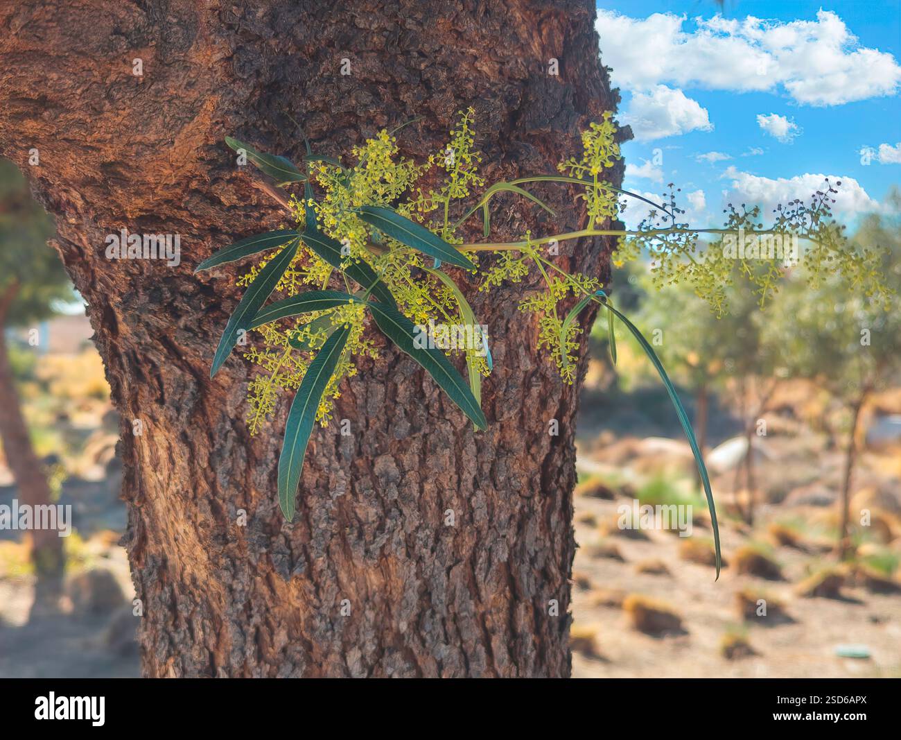 new growth on a searsia lancea karee tree Stock Photo - Alamy