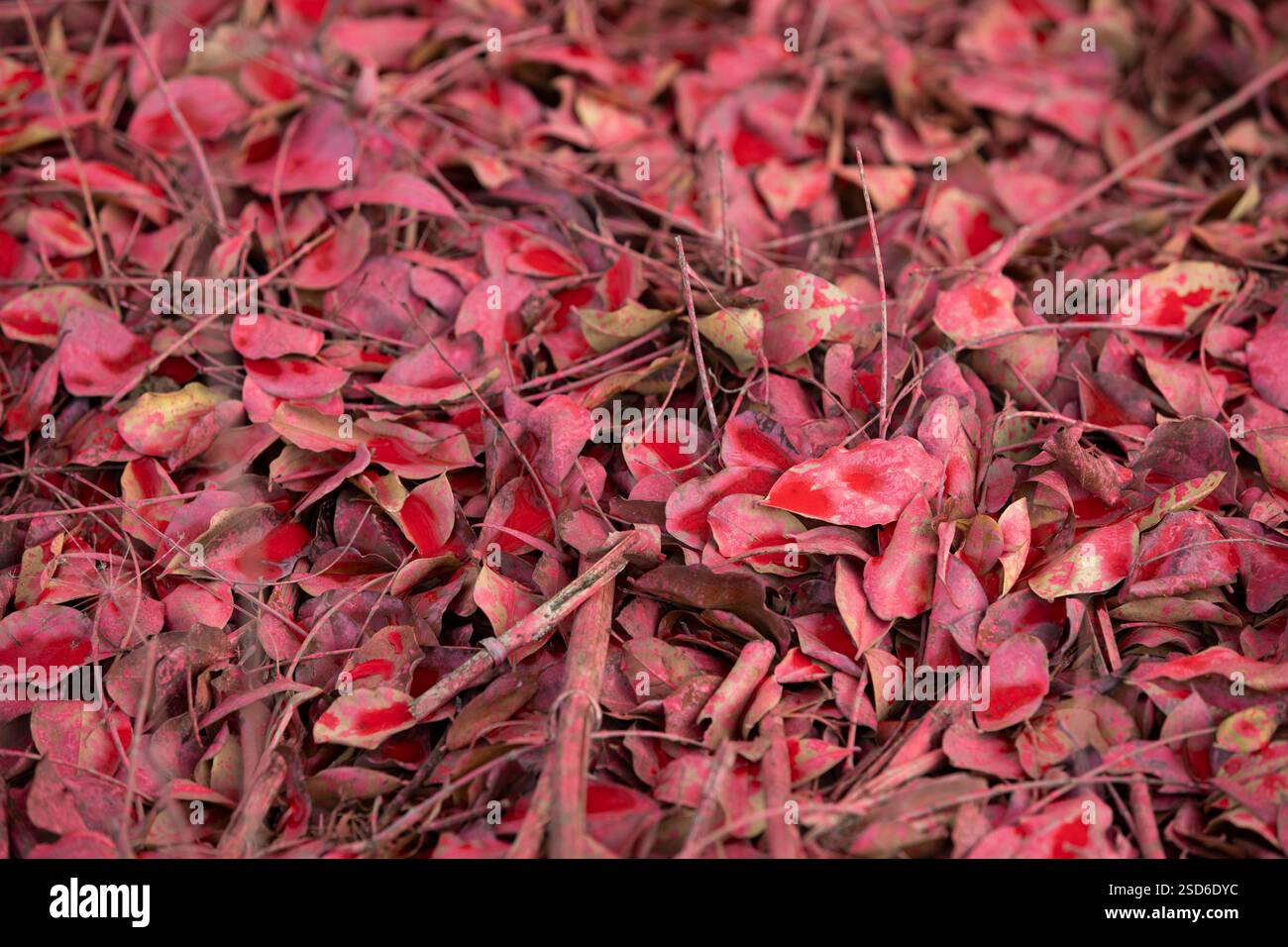 Chemical Fire retardant covers the forest floor of leaves, dropped by ...