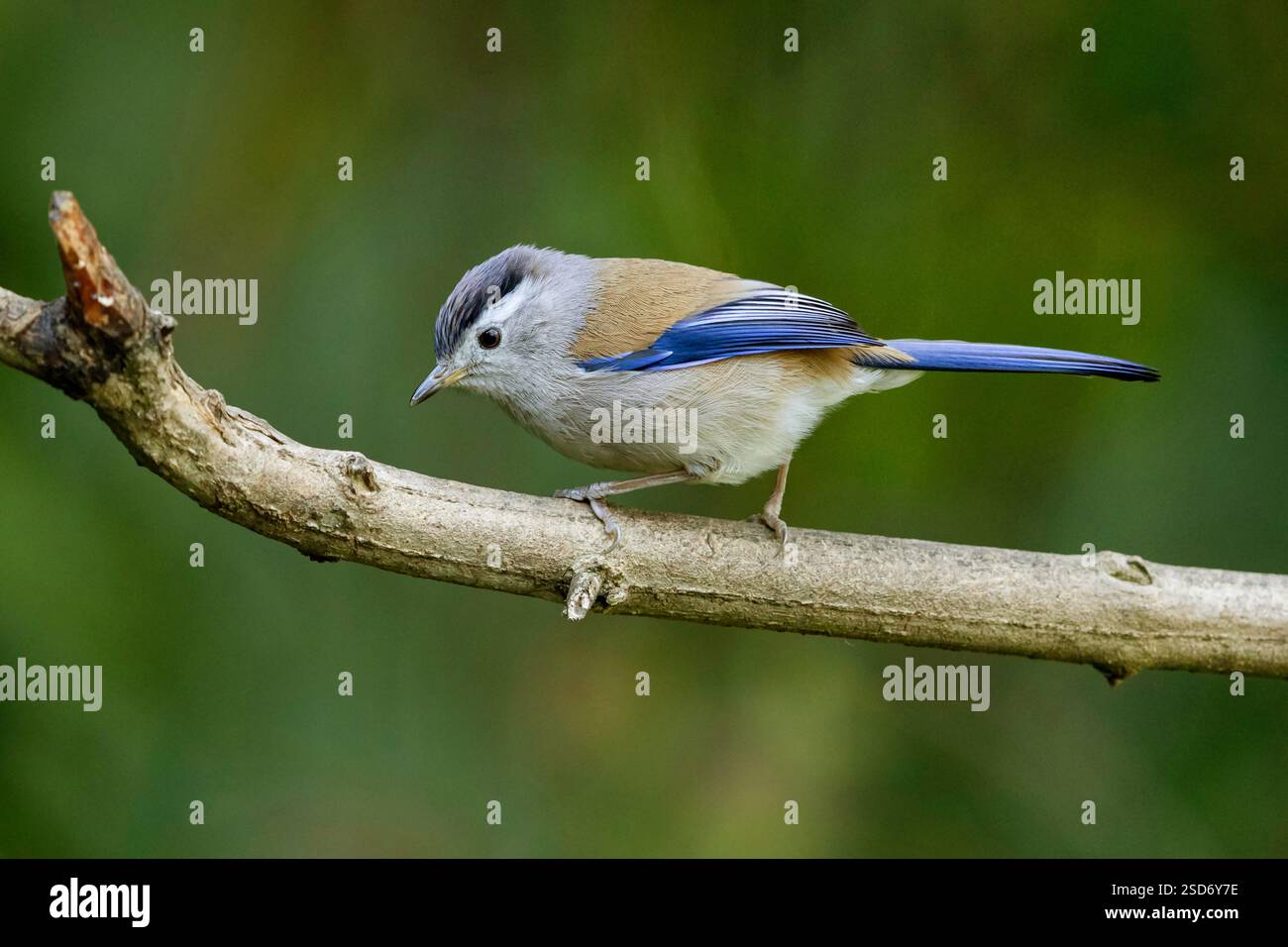 Blue-winged minla (Actinodura cyanouroptera, Minla cyanouroptera ...