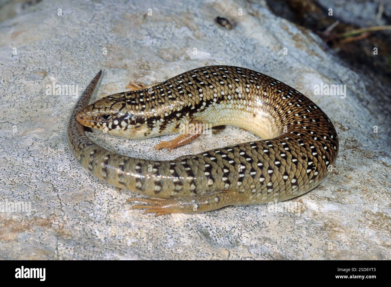 ocellated skink, eyed skink, gongilo (Chalcides ocellatus), on a rock ...