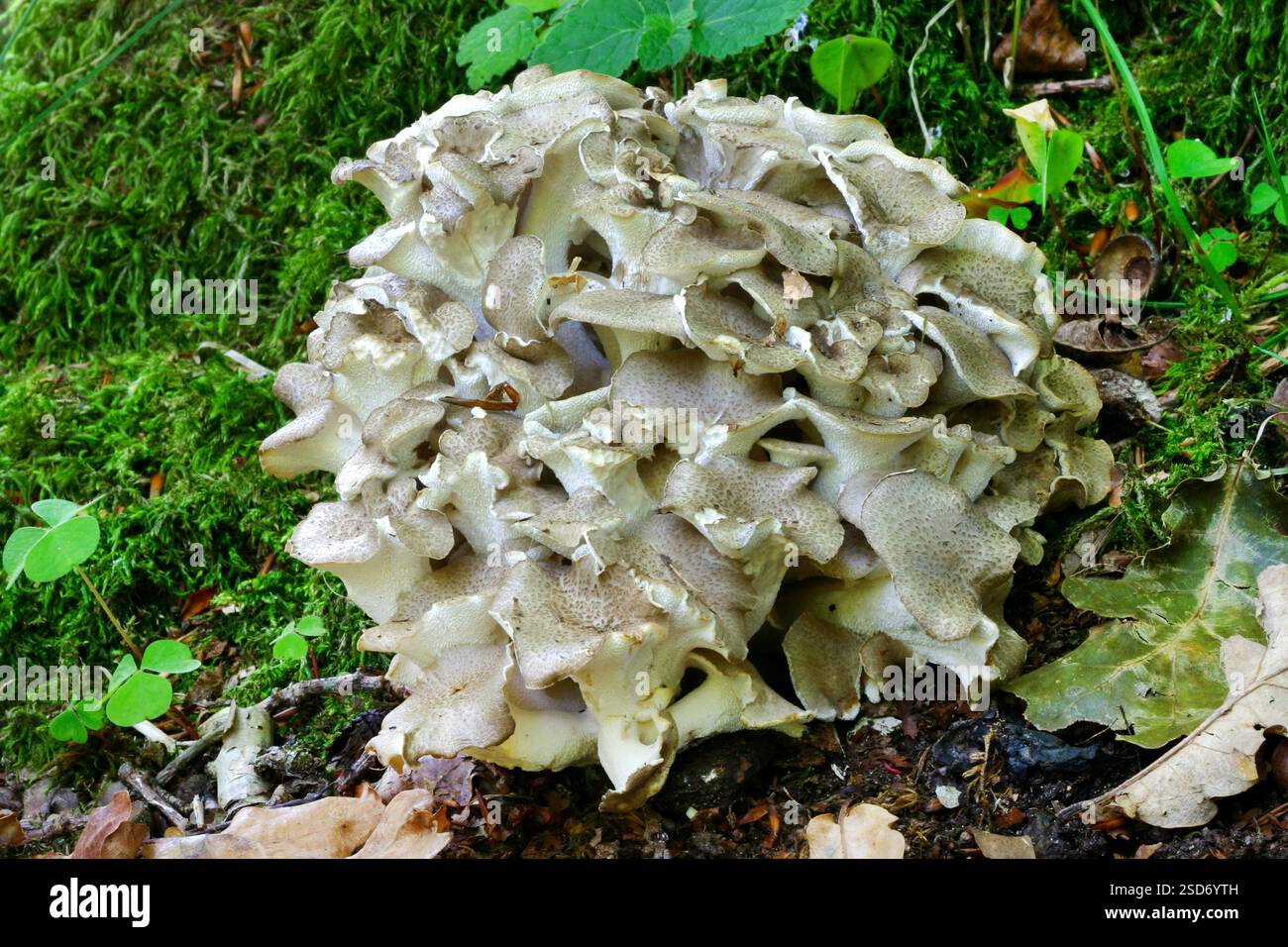 Umbrella polypore dendropolyporus umbellatus hi-res stock photography ...