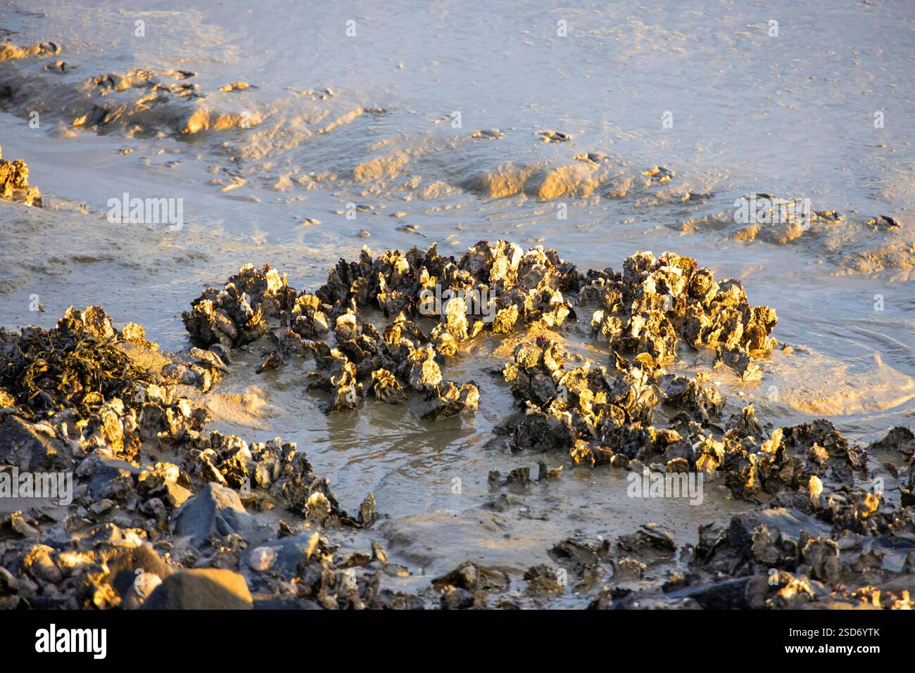 Pacific oyster, giant Pacific oyster, Japanese oyster (Magallana gigas ...