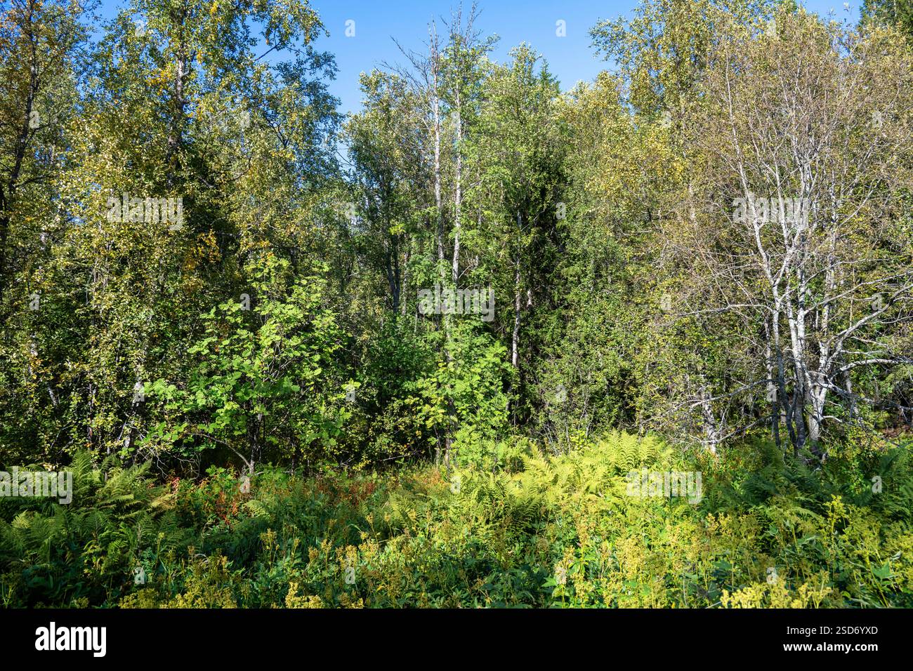 Birken betula sp hi-res stock photography and images - Alamy