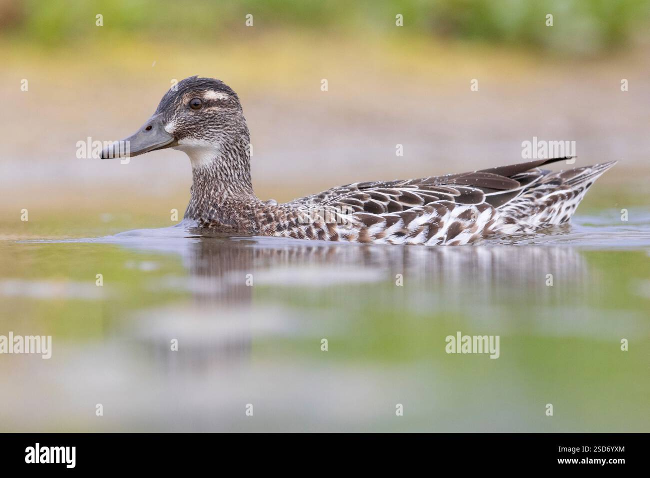 garganey (Spatula querquedula, Anas querquedula), swimming female, side ...
