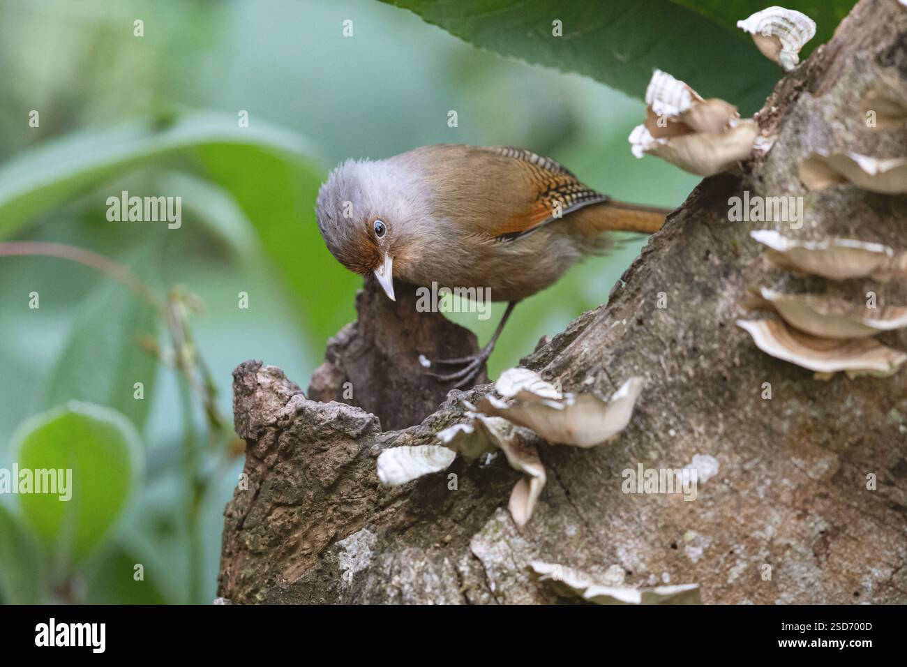 Himalayan barwings hi-res stock photography and images - Alamy