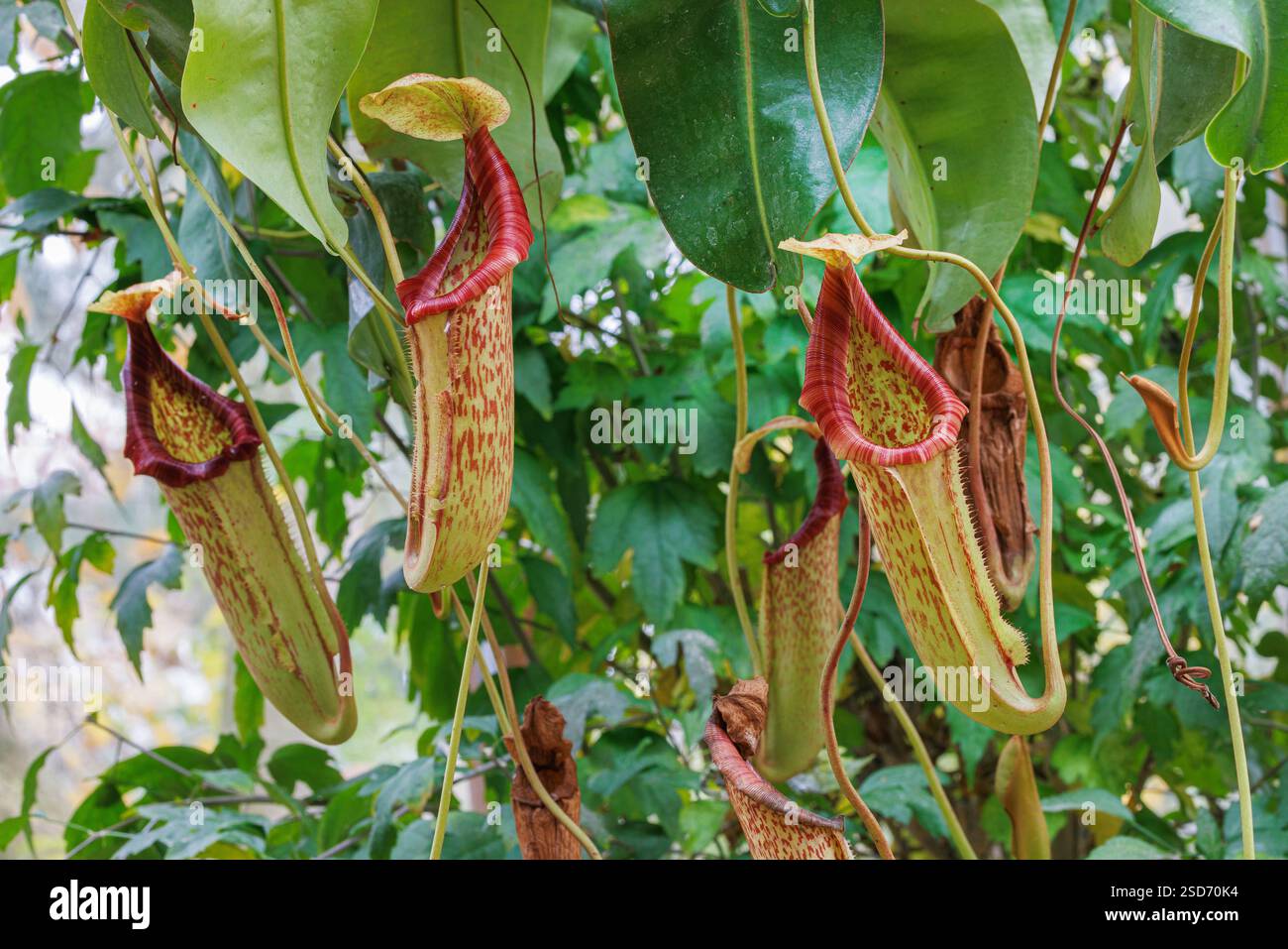 pitcher plant (Nepenthes spec.), catching leaves Stock Photo - Alamy