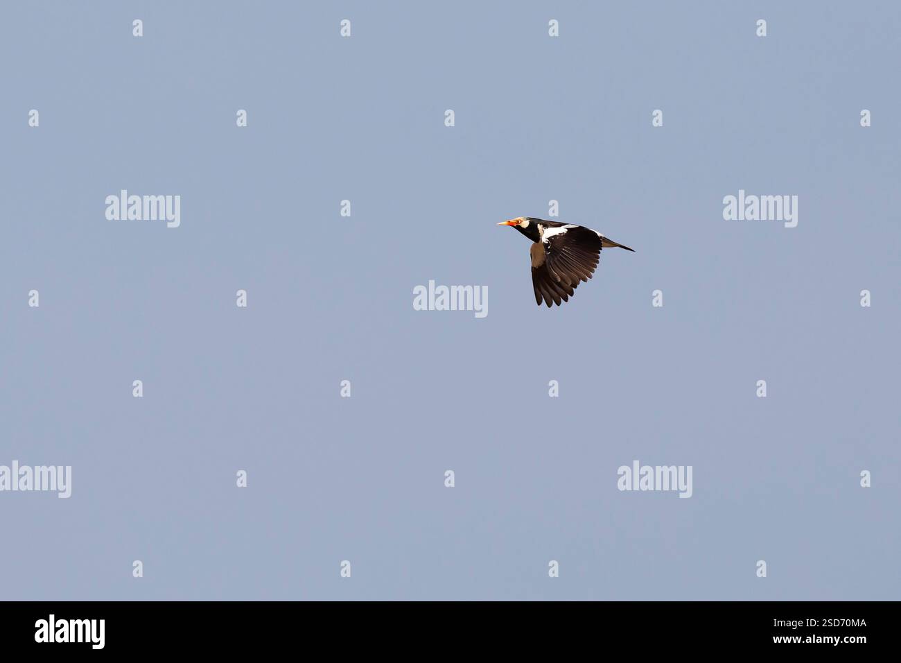 Asian pied starling, Pied Myna (Sturnus contra, Gracupica contra), in ...