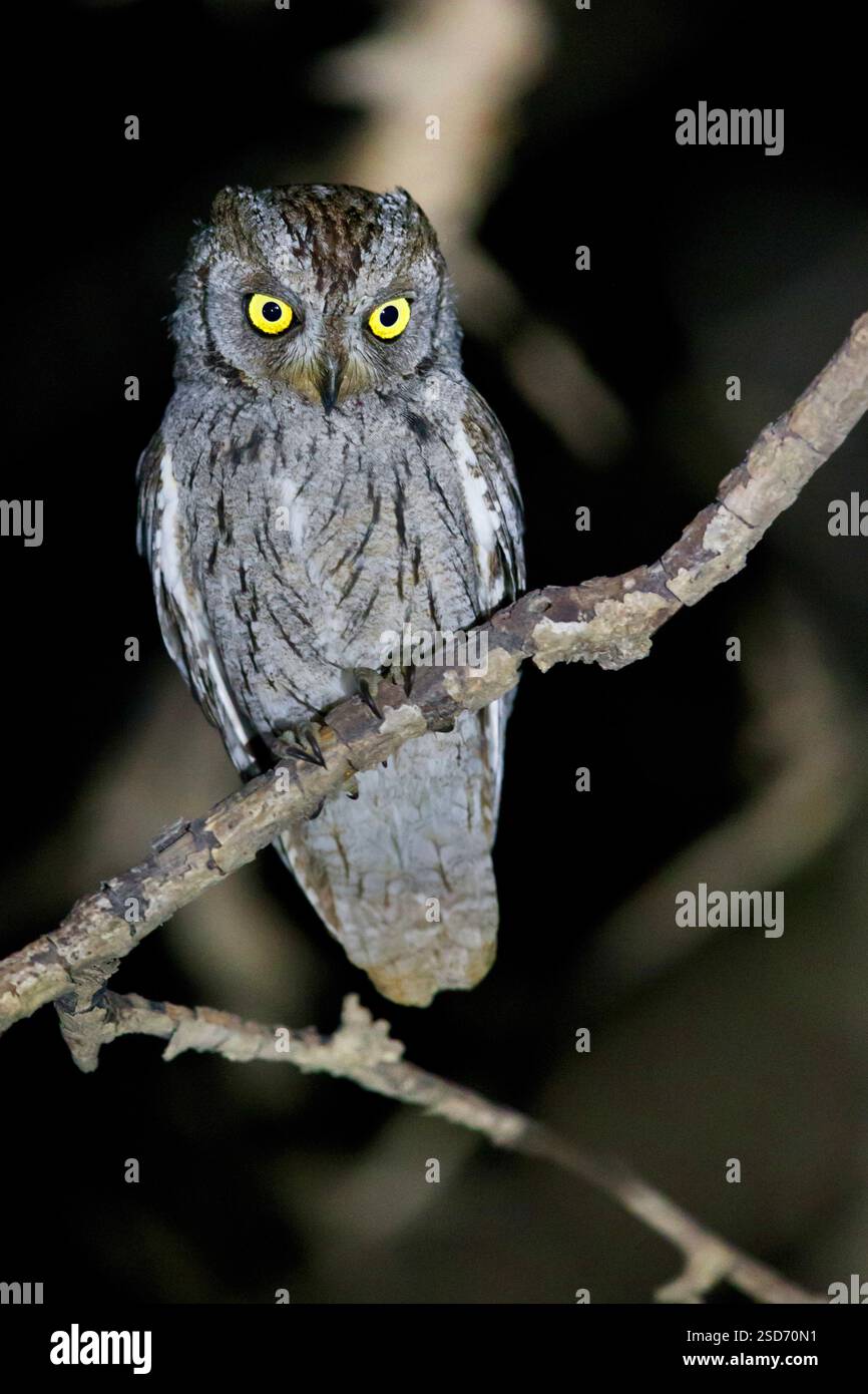 Arabian scops owl (Otus pamelae), sitting on a branch at night, Oman ...