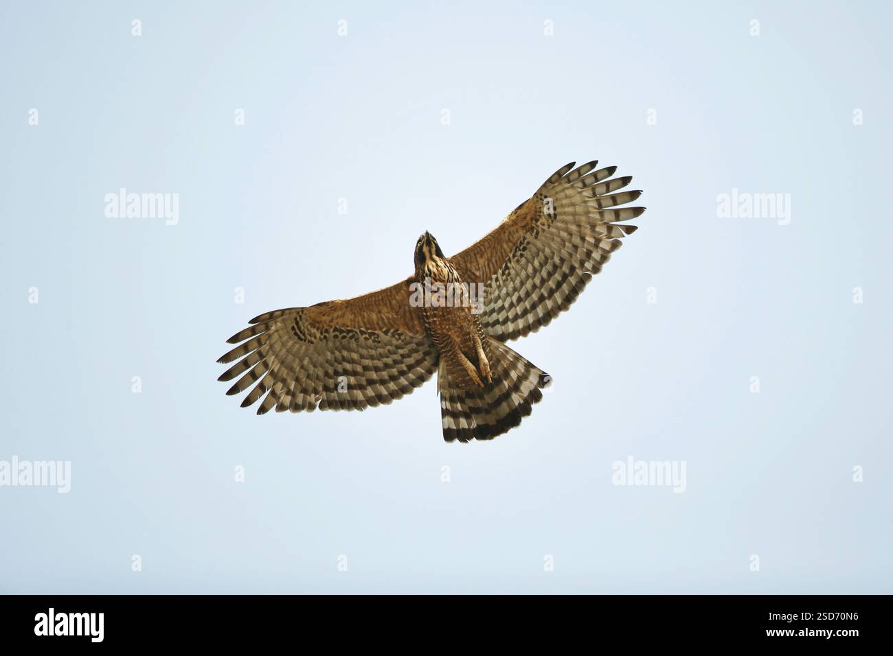 Hodgson's hawk-eagle, Mountain hawk-eagle, Feather-toed eagle (Nisaetus ...