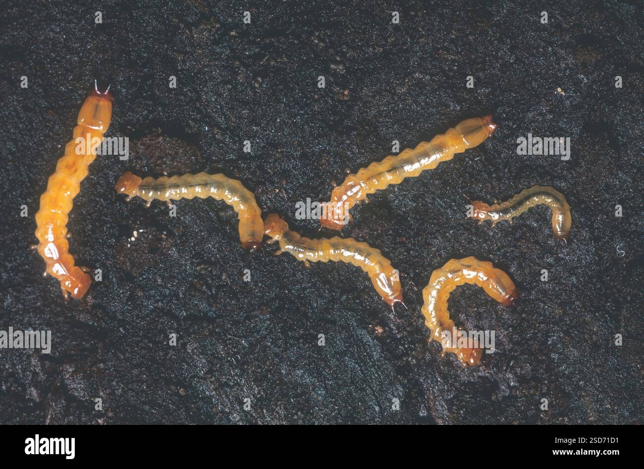 Scarlet fire beetle, Cardinal beetle (Pyrochroa coccinea), larvae ...