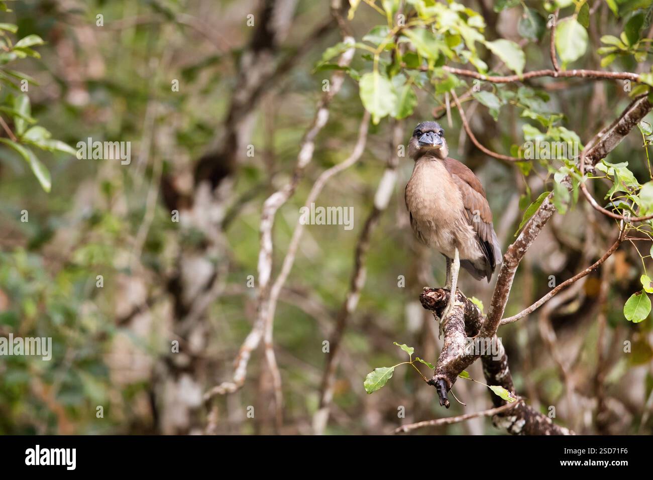 Boat-billed heron, boatbill (Cochlearius cochlearius phillipsi ...