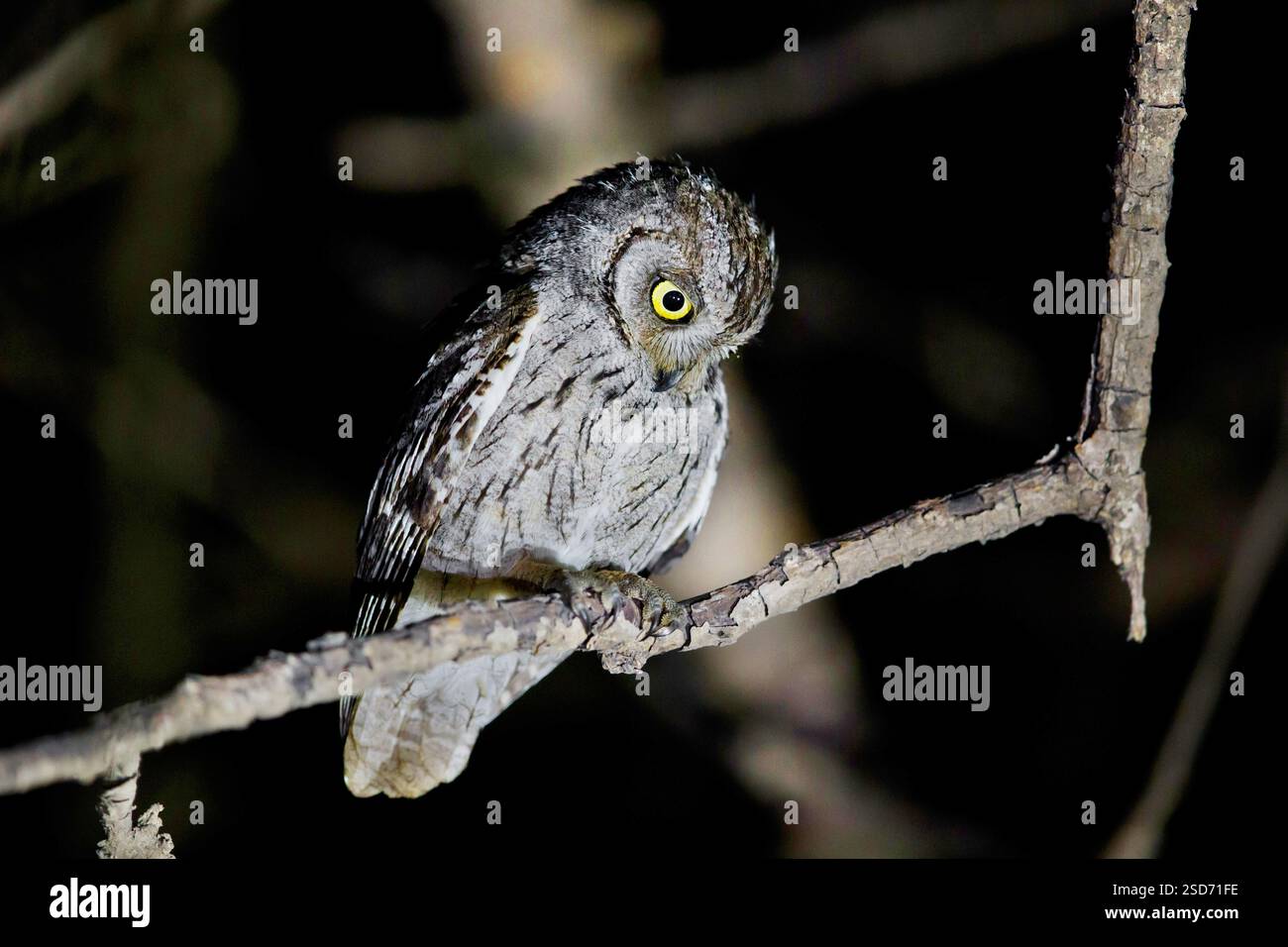 Arabian scops owl (Otus pamelae), sitting on a branch at night, Oman ...