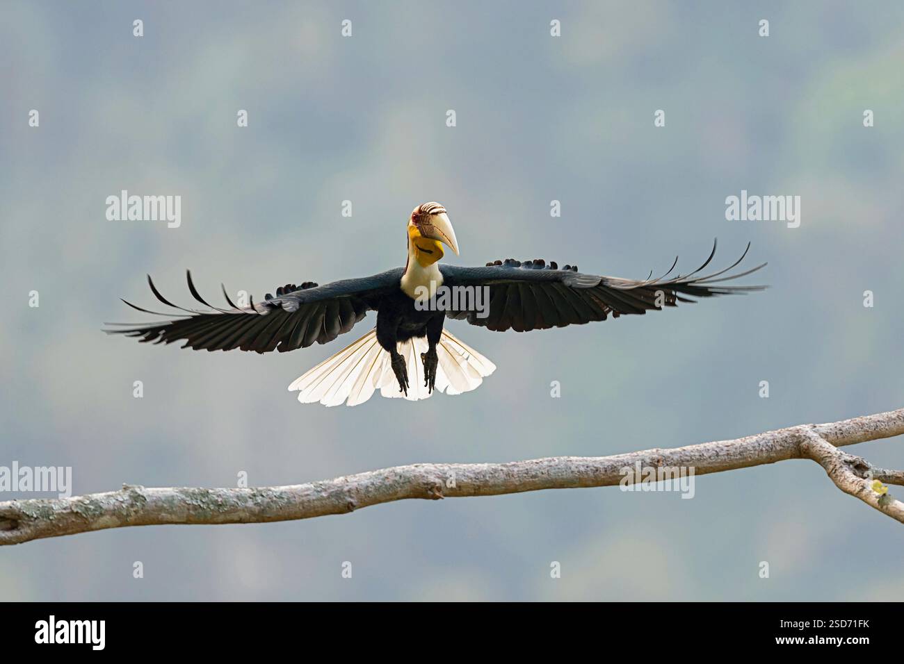 Wreathed hornbill, Bar-pouched wreathed hornbill (Aceros undulatus ...