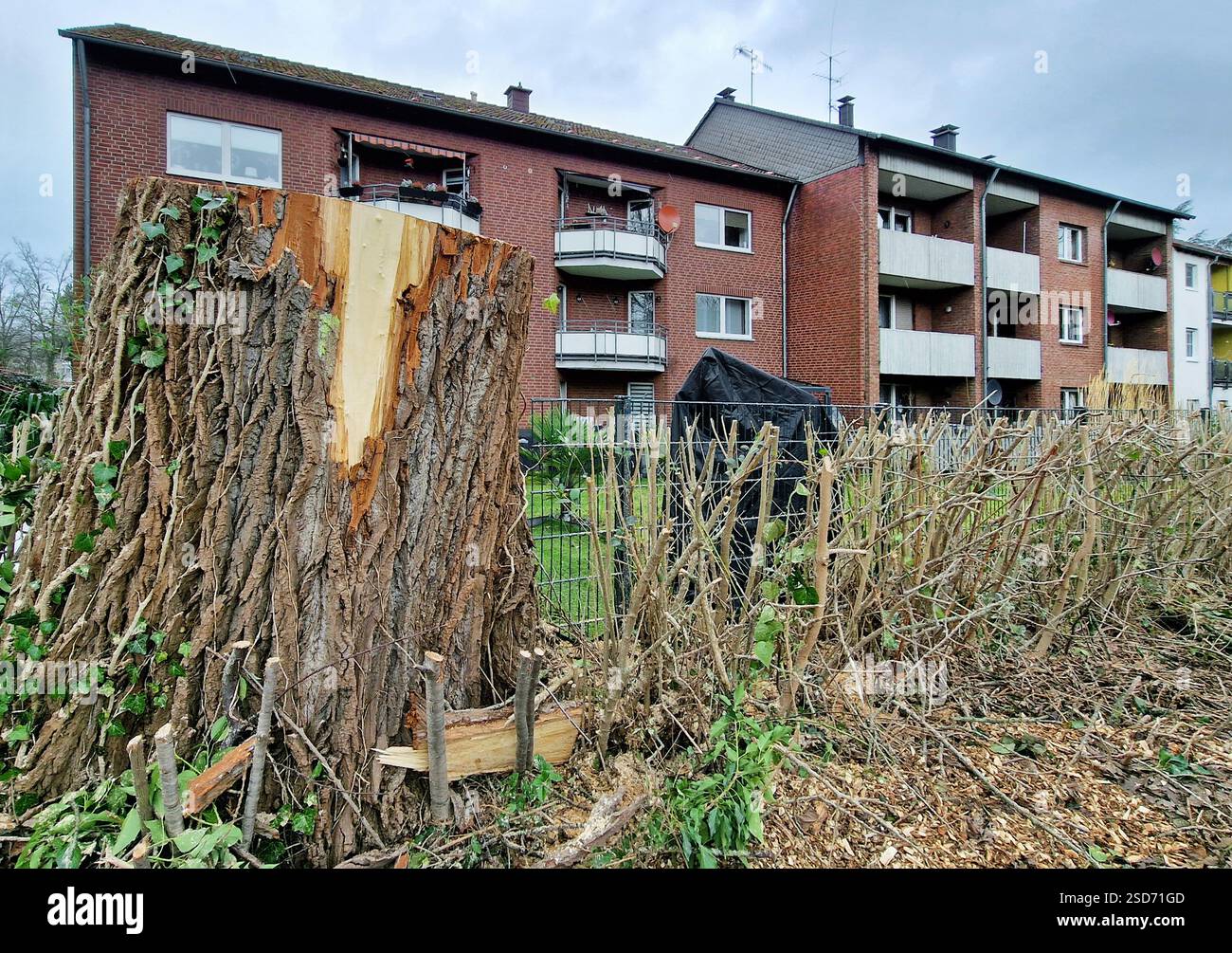 Stump of a felled hazard tree on a roadside in a housing estate ...