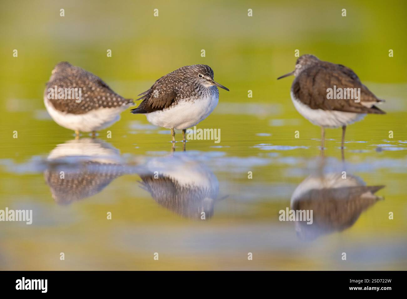 green sandpiper (Tringa ochropus), two adult birds resting in shallow ...
