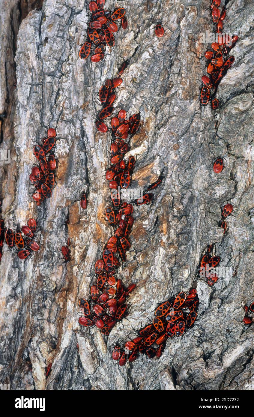 fire bug (Scantius aegyptius), adults and larvas at a tree trunk ...