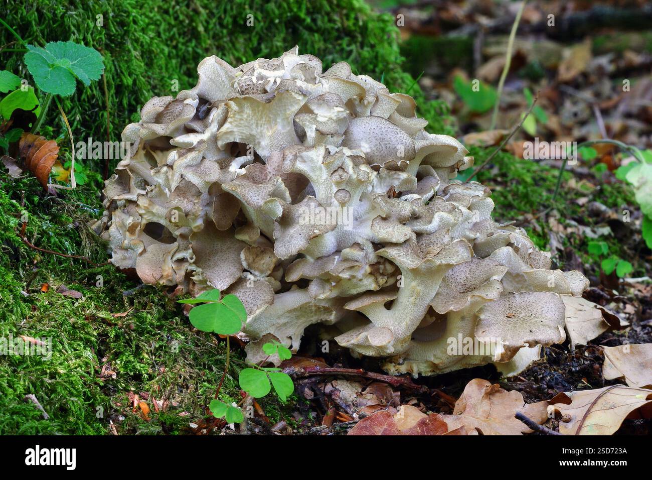 Umbrella polypore dendropolyporus umbellatus hi-res stock photography ...