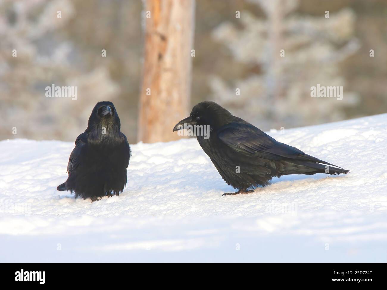common raven (Corvus corax), two ravens in snow, Finland Stock Photo ...