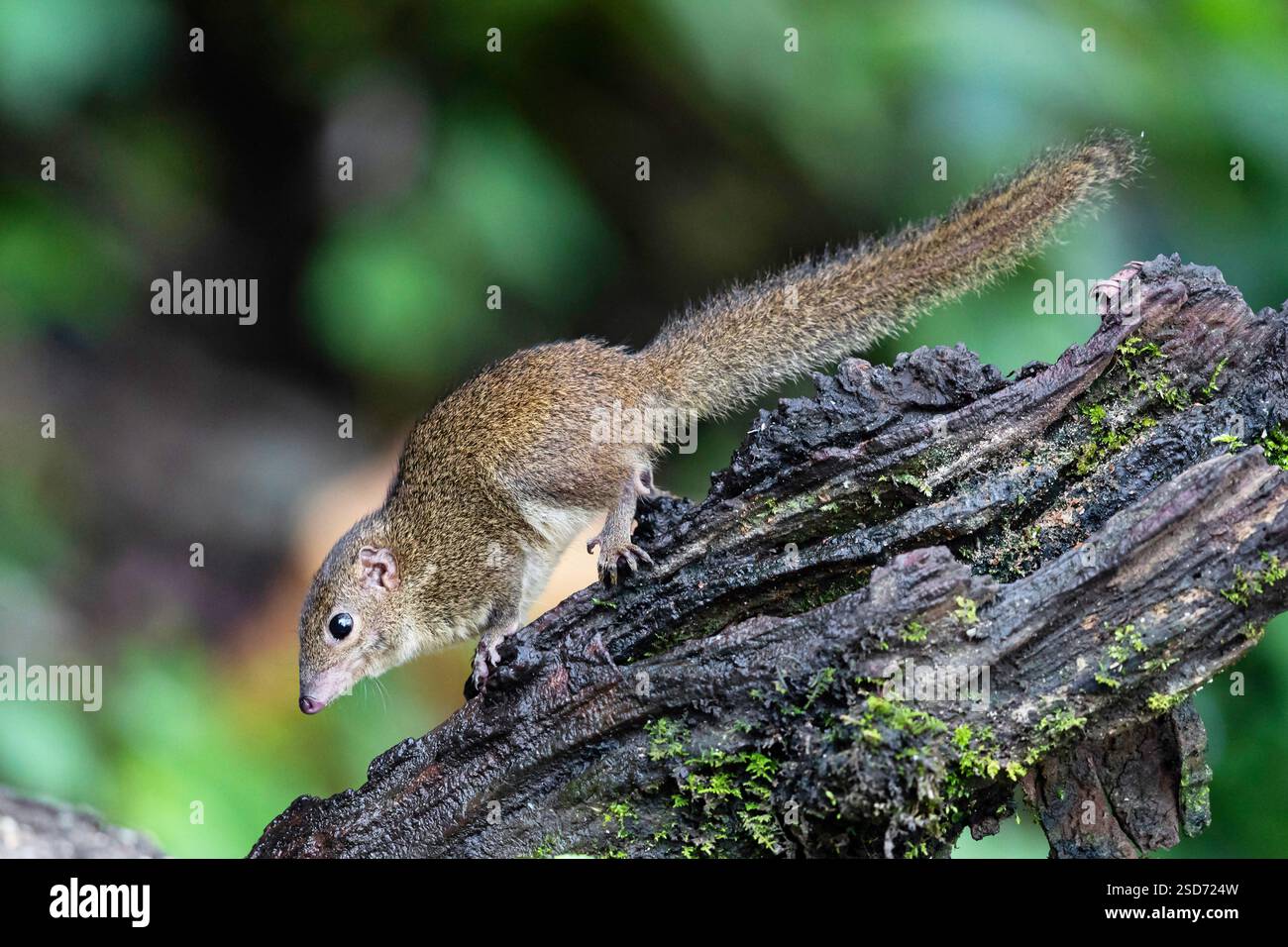 Tupaia hi-res stock photography and images - Alamy