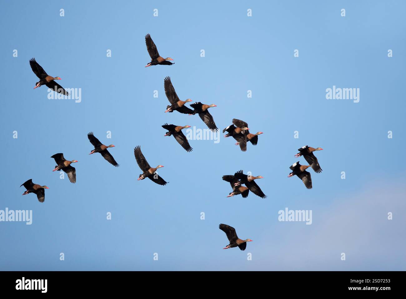 Dendrocygna autumnalis ssp fulgens hi-res stock photography and images ...