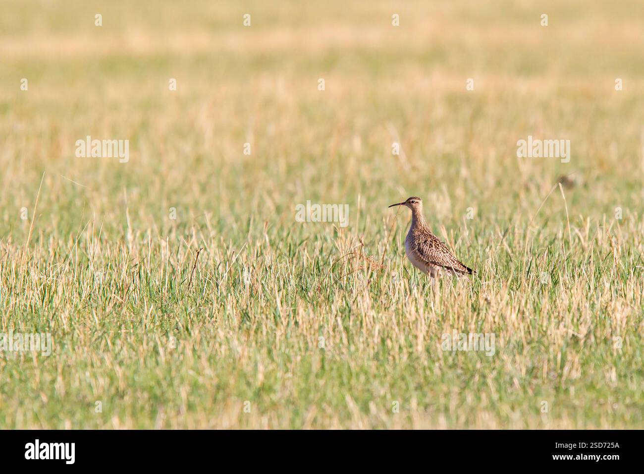 little curlew (Numenius minutus), standing in the steppe, side view ...