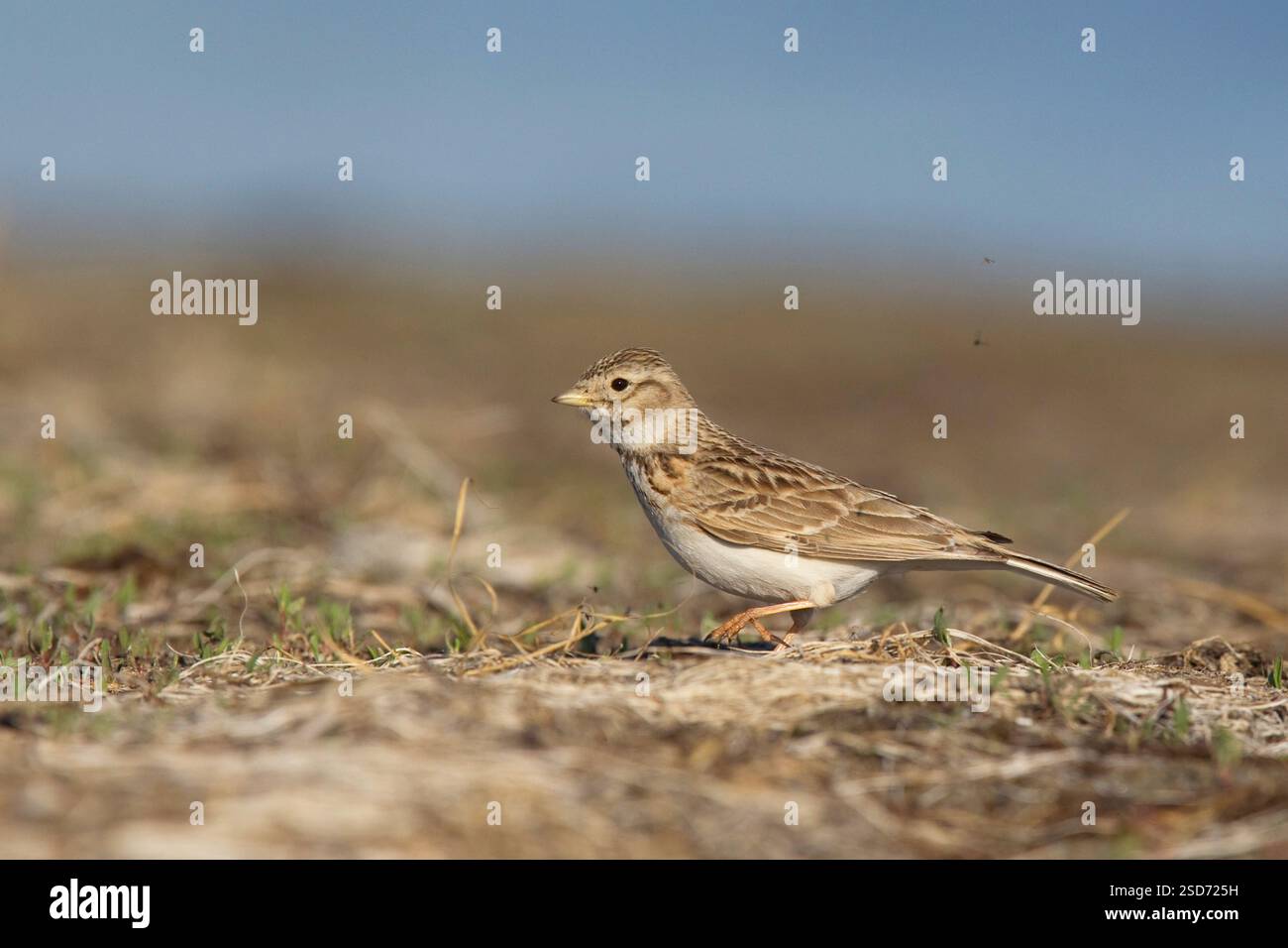 Mongolian short-toed lark (Alaudala cheleensis, Calandrella cheleensis ...